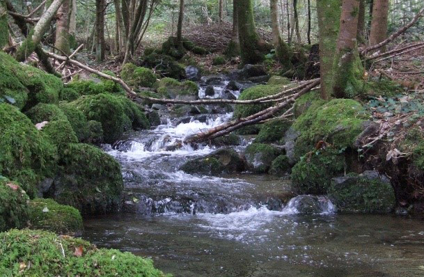 Conference SFFC 2023